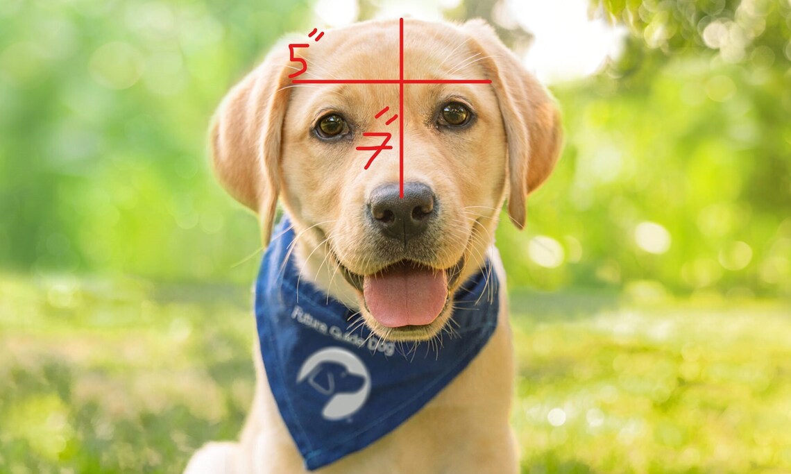 Cubone Dog Mask Dog Costume Pokemon Dog Mask FREE SHIPPING - Etsy