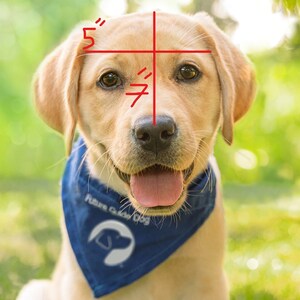 Cubone Dog Mask - Dog Costume - Pokemon Dog Mask - FREE SHIPPING - Etsy