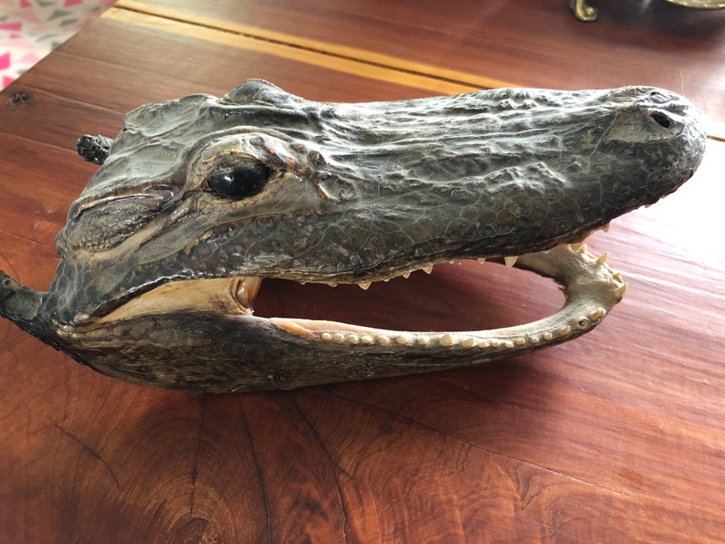 Florida Alligator Head | Etsy