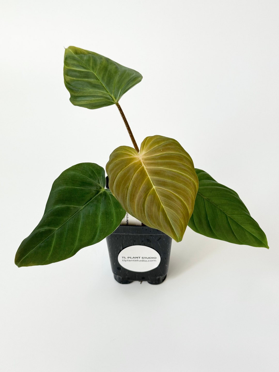 Philodendron Verrucosum Titanium #1867 | Rare Exotic Plants | Free UPS ...