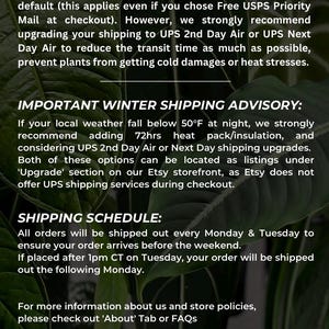 Monstera Aurea Borsigiana Small Form 2417 Beautiful Variegation Rare ...