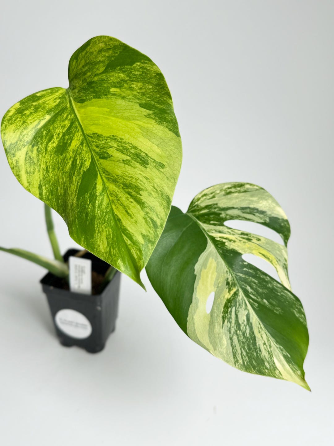 Monstera Aurea Borsigiana Small Form 2417 Beautiful Variegation Rare ...