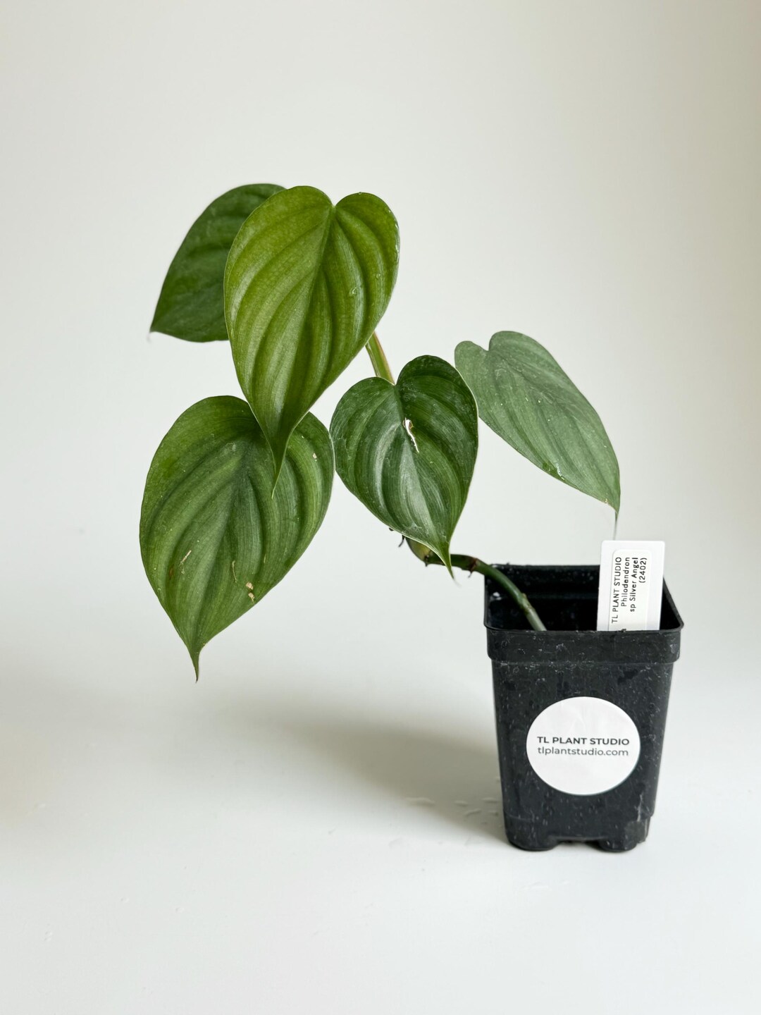 Philodendron Sp Silver Angel 2402 Exact Plant Rare Exotic Plants Free ...