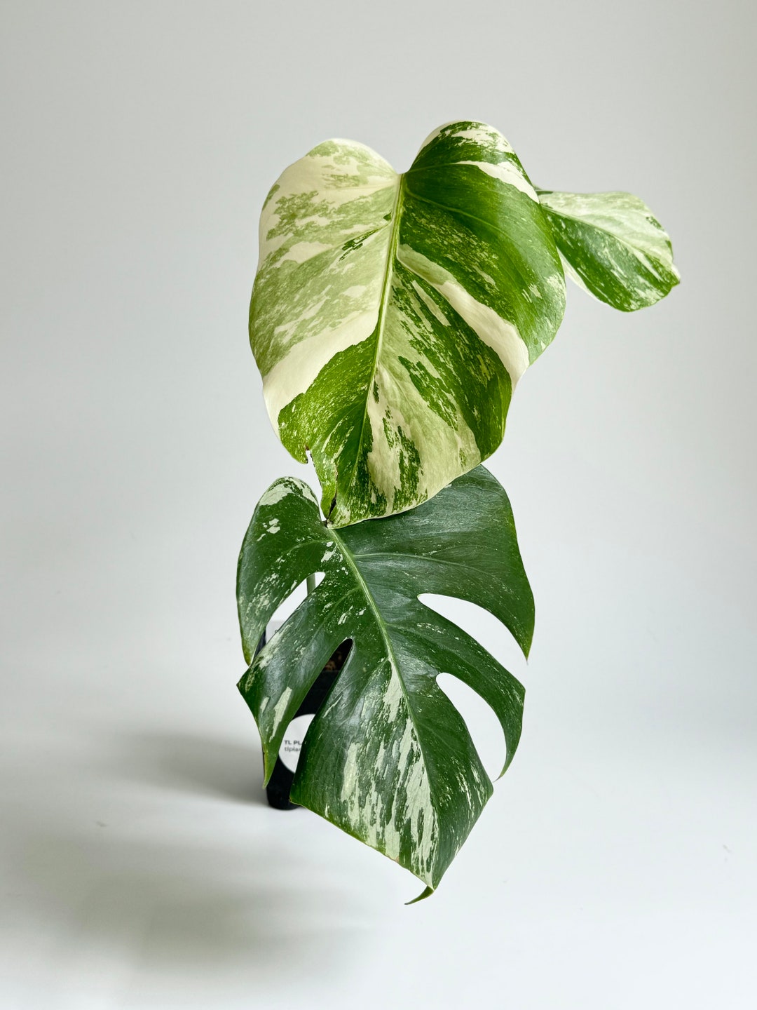 Monstera Albo Borsigiana Small Form 2381 Rare Exotic Plants Free UPS ...