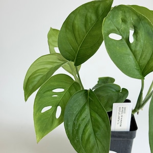 Monstera Sp Indanza Multiple Plants 2330 Rare Exotic Plants Free UPS ...