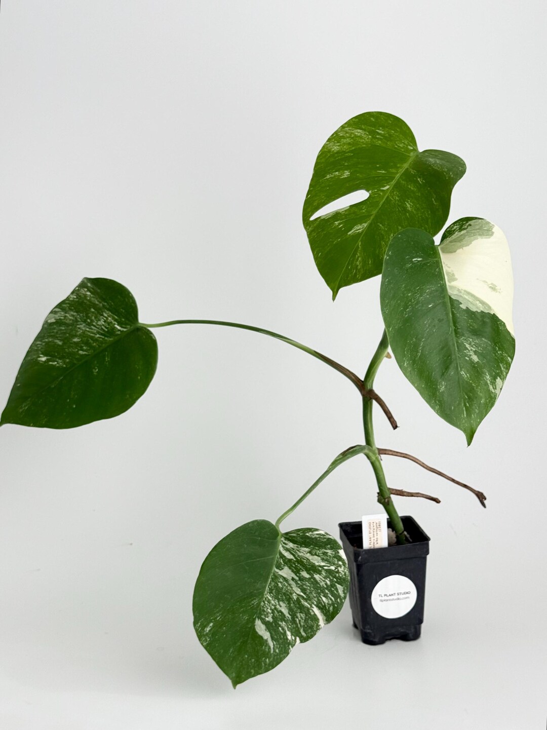 Monstera Albo Borsigiana Small Form 2380 Exact Plant Rare Exotic Plants ...