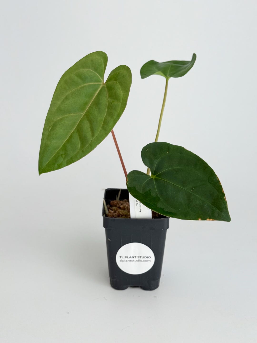 Anthurium Besseae Aff X Papillilaminum #2678 Exact Plant | Free ...