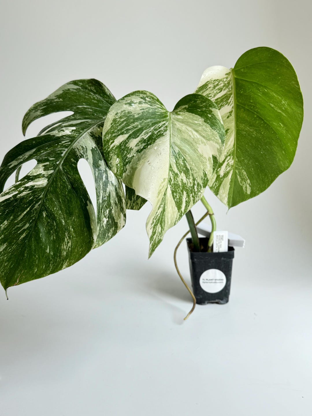 Monstera Albo Borsigiana Small Form 2404 Rare Exotic Plants Free UPS ...