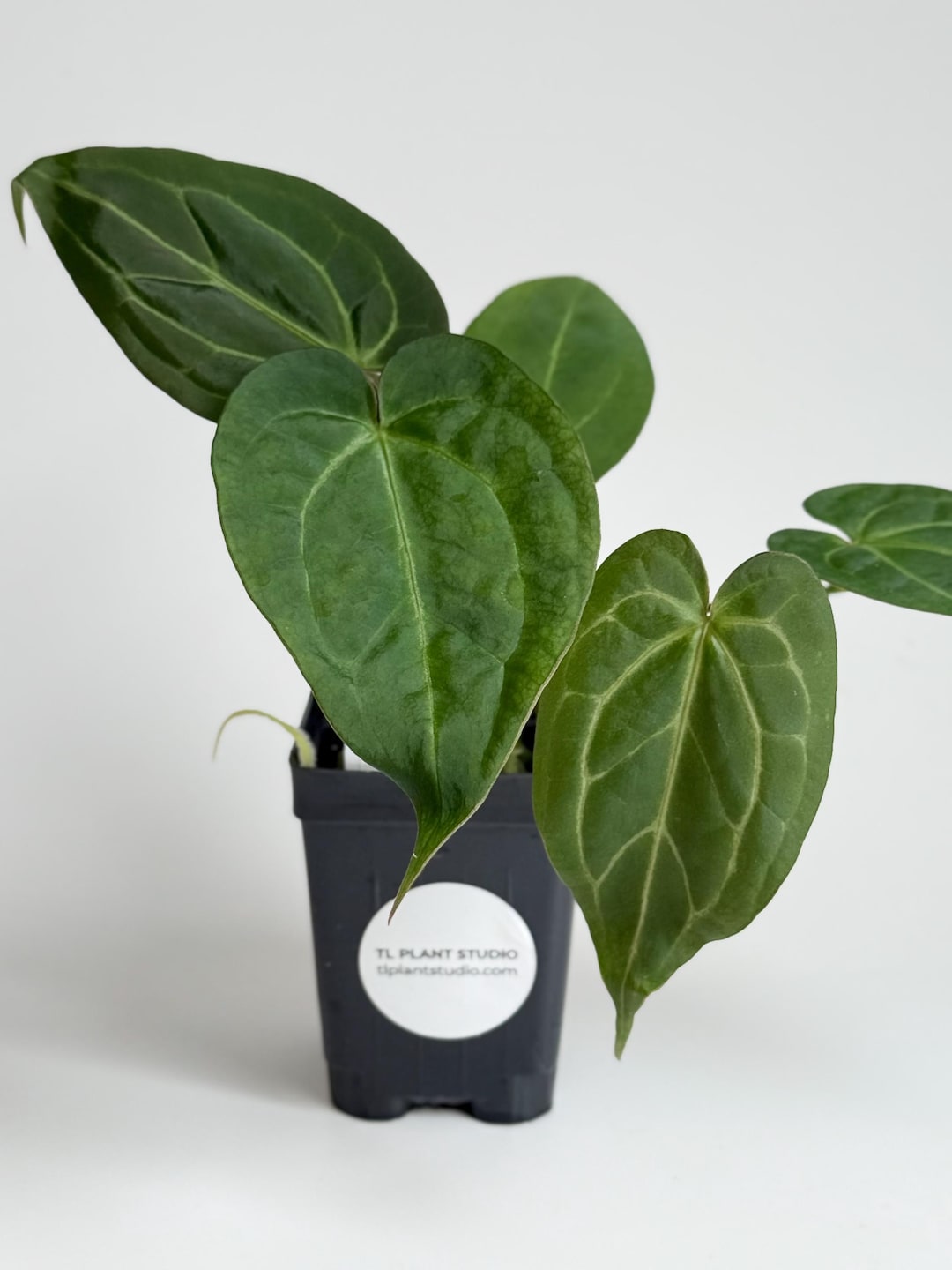 Anthurium NOID From Barry Schwartz's #3028 Exact Plant | Free Shipping ...