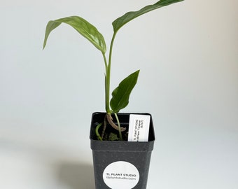 Monstera Sp Indanza Multiple Plants 2330 Rare Exotic Plants Free UPS ...