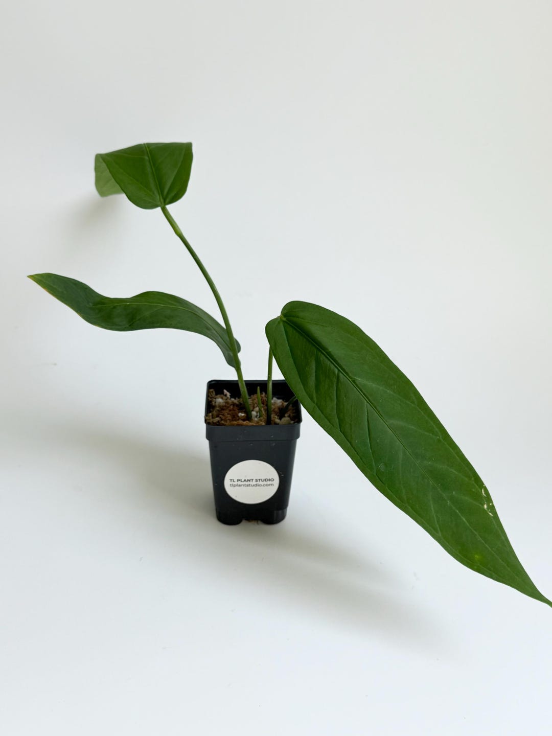 Anthurium Panamense 2515 Exact Plant Rare Exotic Tropical Plants Free ...