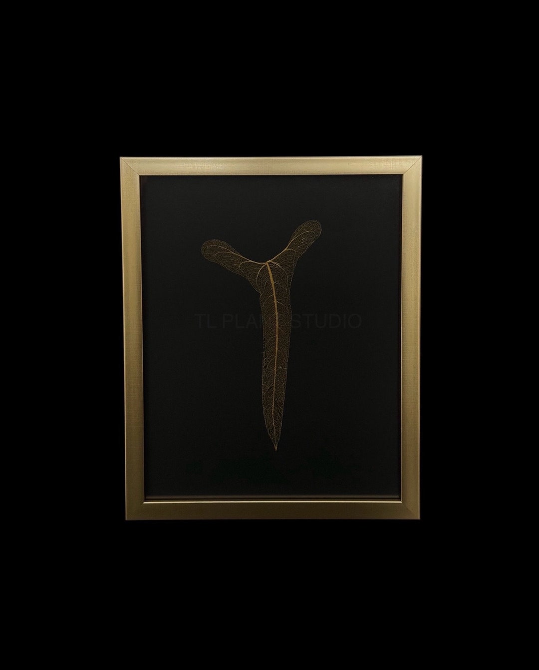 Anthurium Flavolineatum Narrow Form Leaf Skeleton 'T34' Pls Read ...