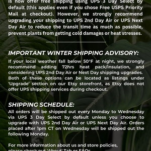 Monstera Albo Borsigiana Small Form 2403 Rare Exotic Plants Free UPS ...