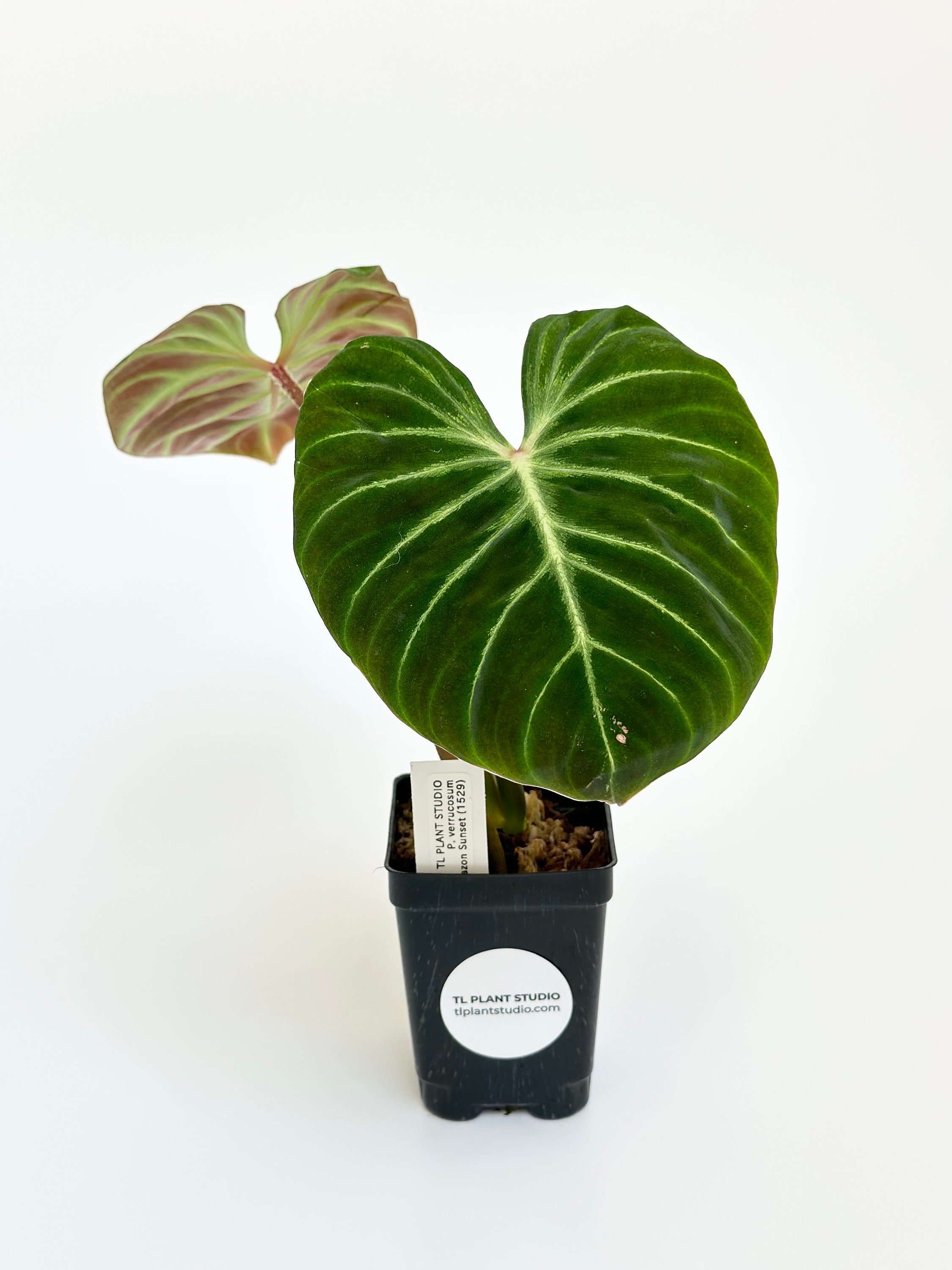 Rare Amazon Plants