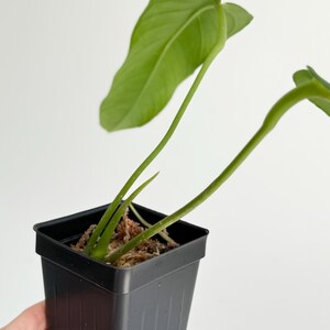 Anthurium Panamense 2514 Exact Plant Rare Exotic Tropical Plants Free ...