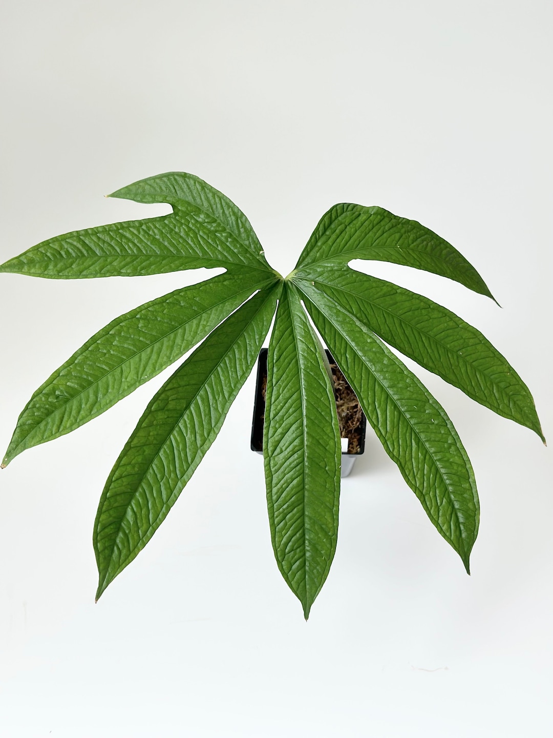 Anthurium Noid 1841 Rare Exotic Plants Free USPS Priority - Etsy