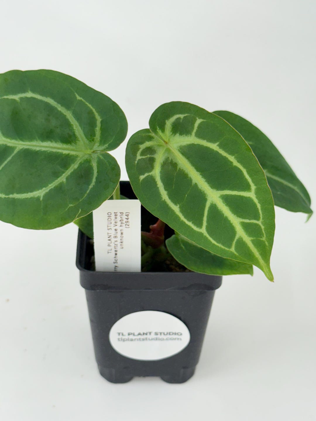 Anthurium Blue Velvet Open Pollinated From Barry Schwartz's #2944 Exact ...