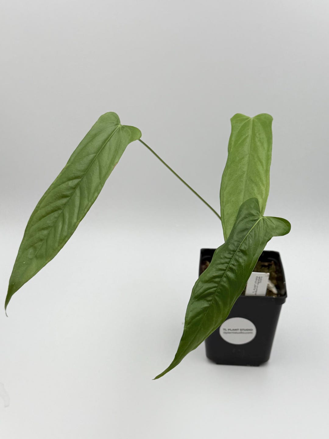 Anthurium Signatum #3331 Exact Plant | Free Shipping | Rare Exotic ...
