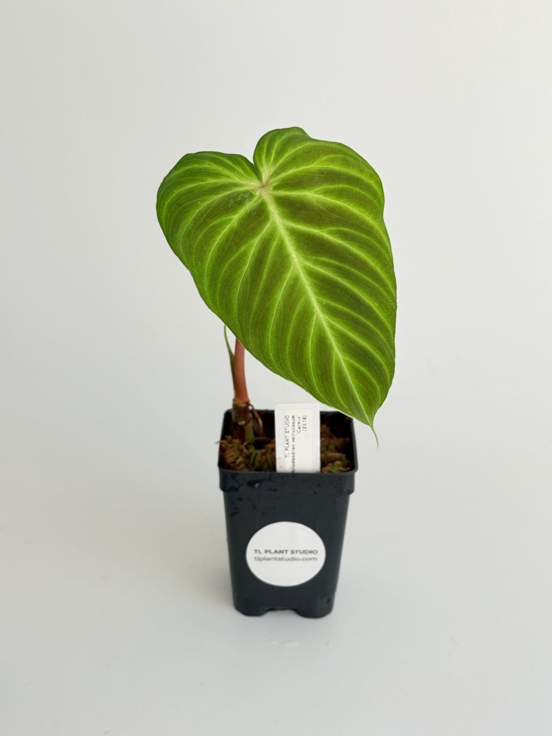 Philodendron Verrucosum Carmin 2576 Exact Plant Rare Exotic Plants Free ...