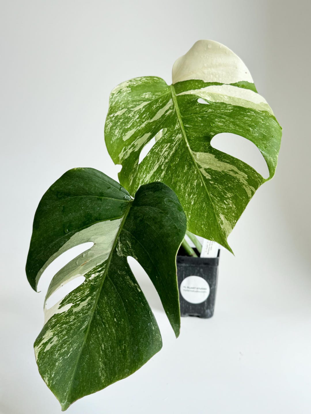 Monstera Albo Borsigiana Small Form 2403 Rare Exotic Plants Free UPS ...