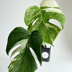 Monstera Albo Borsigiana Small Form 2403 Rare Exotic Plants Free UPS ...