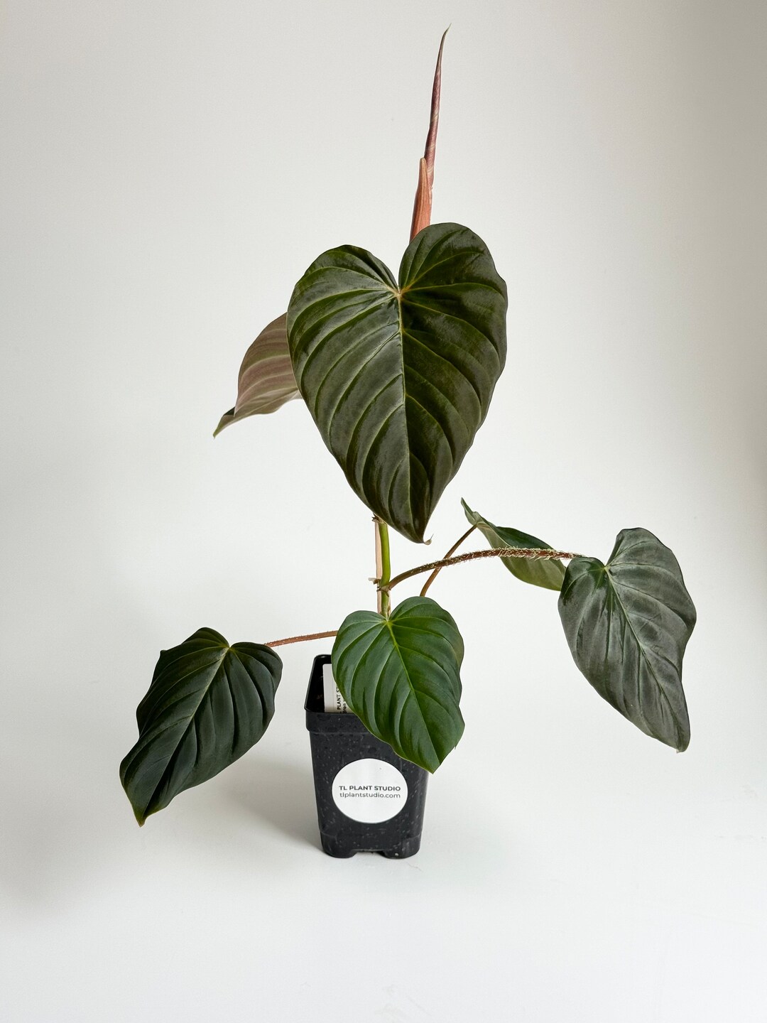 Philodendron Verrucosum 'titanium' #2180 Exact Plant | Rare Exotic ...