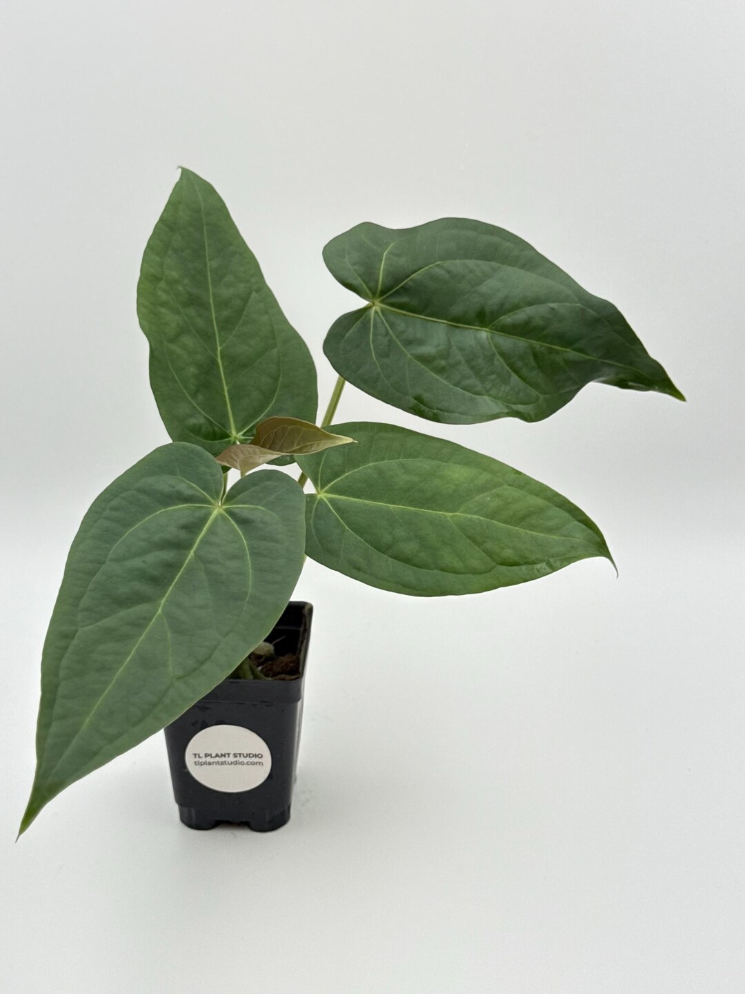 Anthurium NOID From Barry Schwartz #3300 Exact Plant | Rare Exotic ...