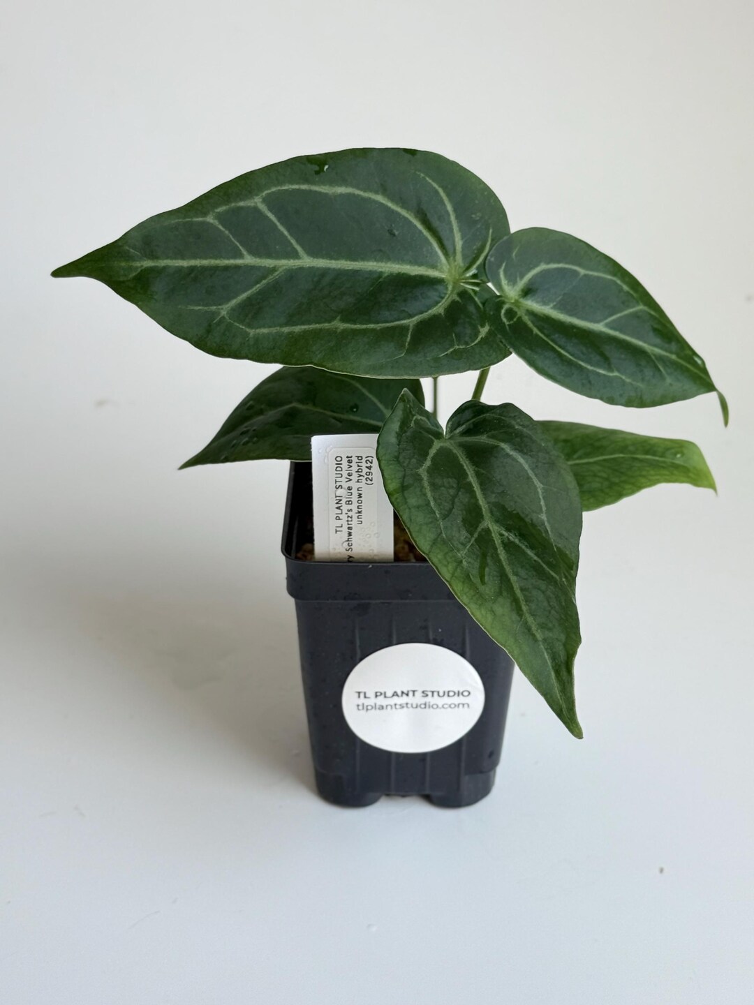 Anthurium Blue Velvet Open Pollinated From Barry Schwartz's #2942 Exact ...