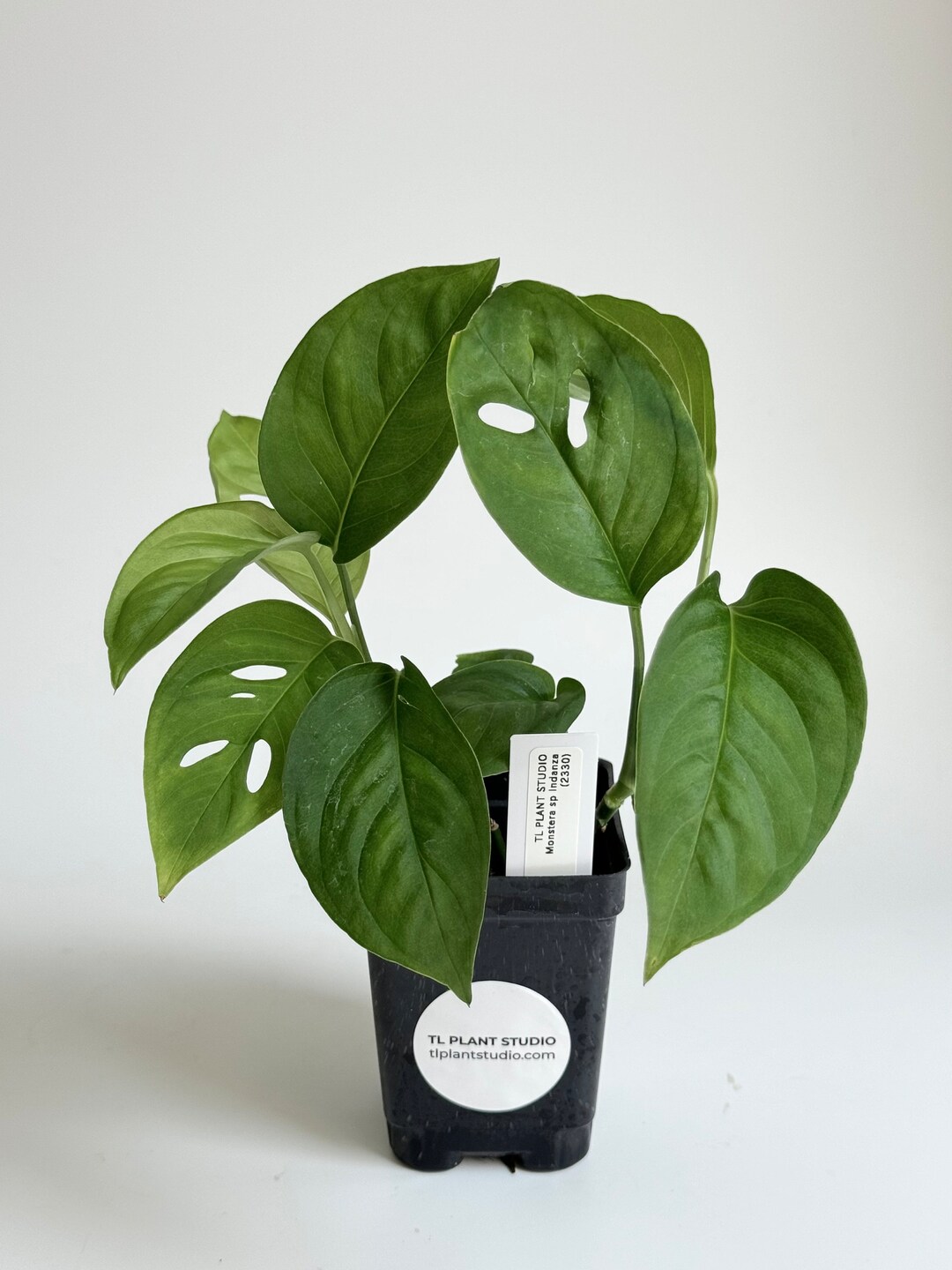 Monstera Sp Indanza Multiple Plants 2330 Rare Exotic Plants Free UPS ...