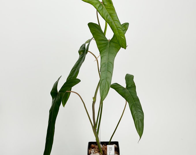 Large 2ft Tall Philodendron Lita Red #1637 | Rare Exotic Plants | Free ...