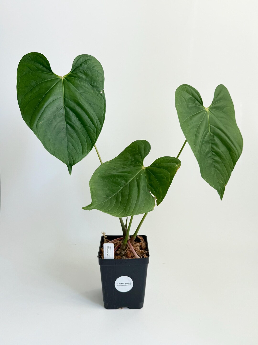 Anthurium Sp NOID 2538 Exact Plant Rare Exotic Tropical Plants Free ...