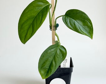 Monstera Sp Indanza Multiple Plants 2330 Rare Exotic Plants Free UPS ...