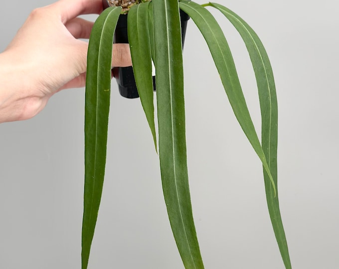 Anthurium Pallidiflorum Narrow Form 615 Rare Exotic Aroid Plants and ...