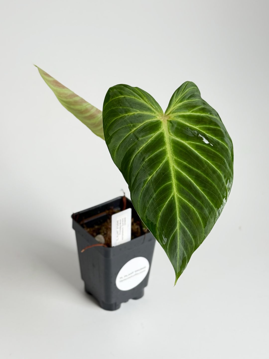 Philodendron Verrucosum Carmin 2505 Exact Plant Rare Exotic Plants Free ...