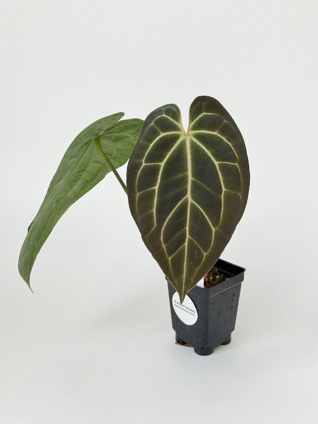 Anthurium Crystallinum X Besseae Aff 2052 Rare Exotic Plants Free UPS ...