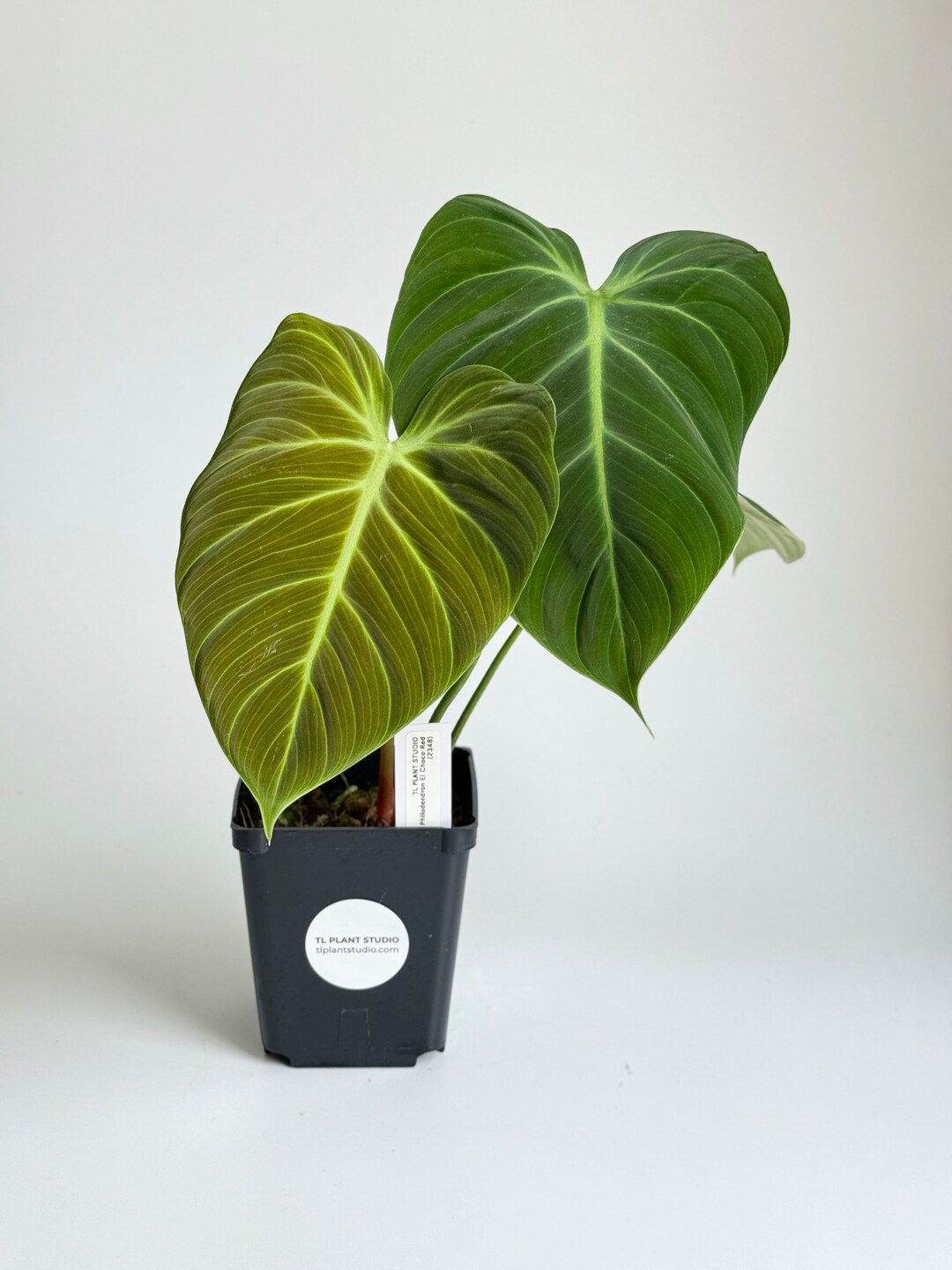 Philodendron El Choco Red 2348 Rare Exotic Plants Free UPS 3day Select ...