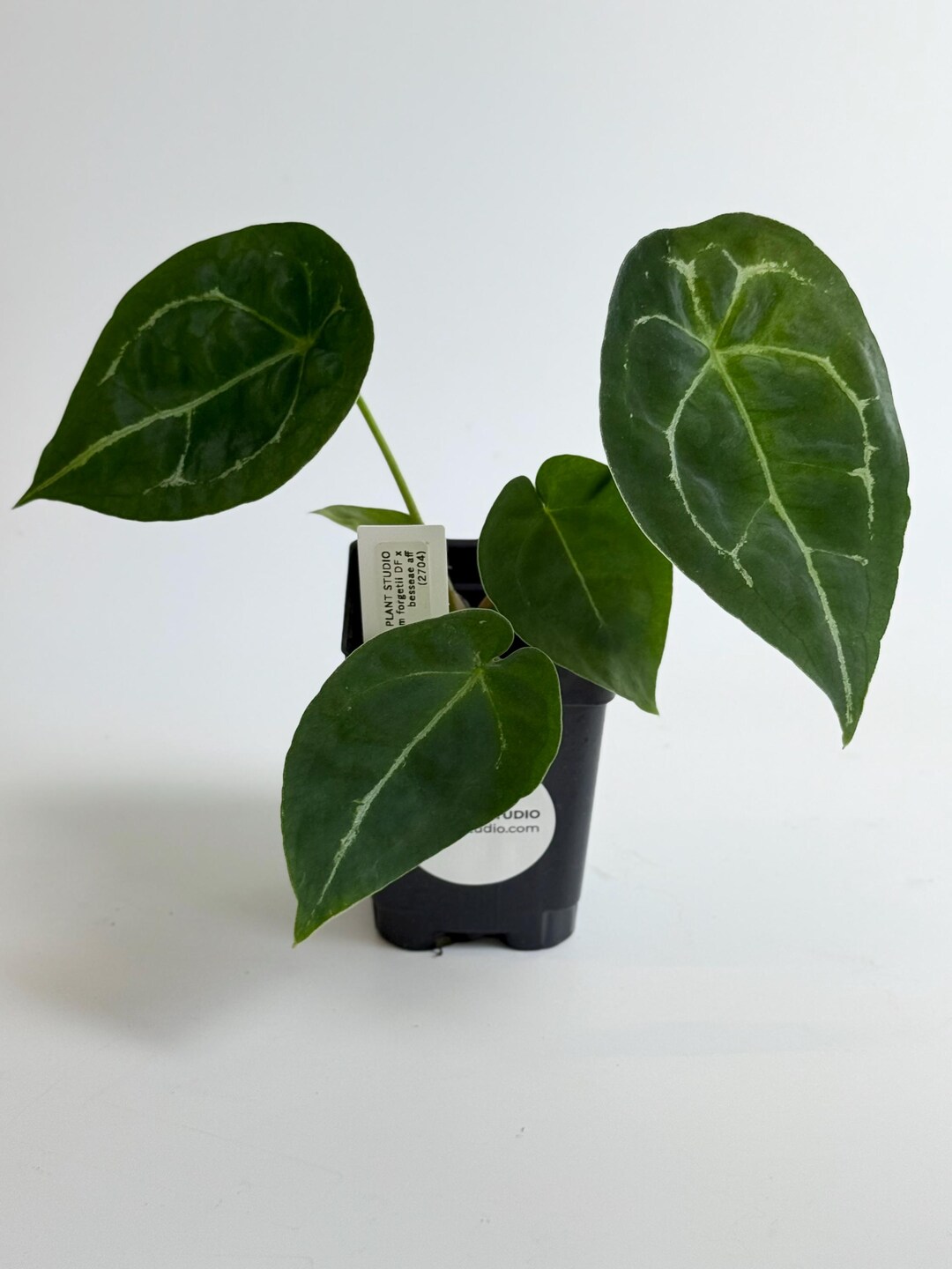 Anthurium Forgetii Dark Form X Besseae Aff #2704 *bullate Leaves Exact ...
