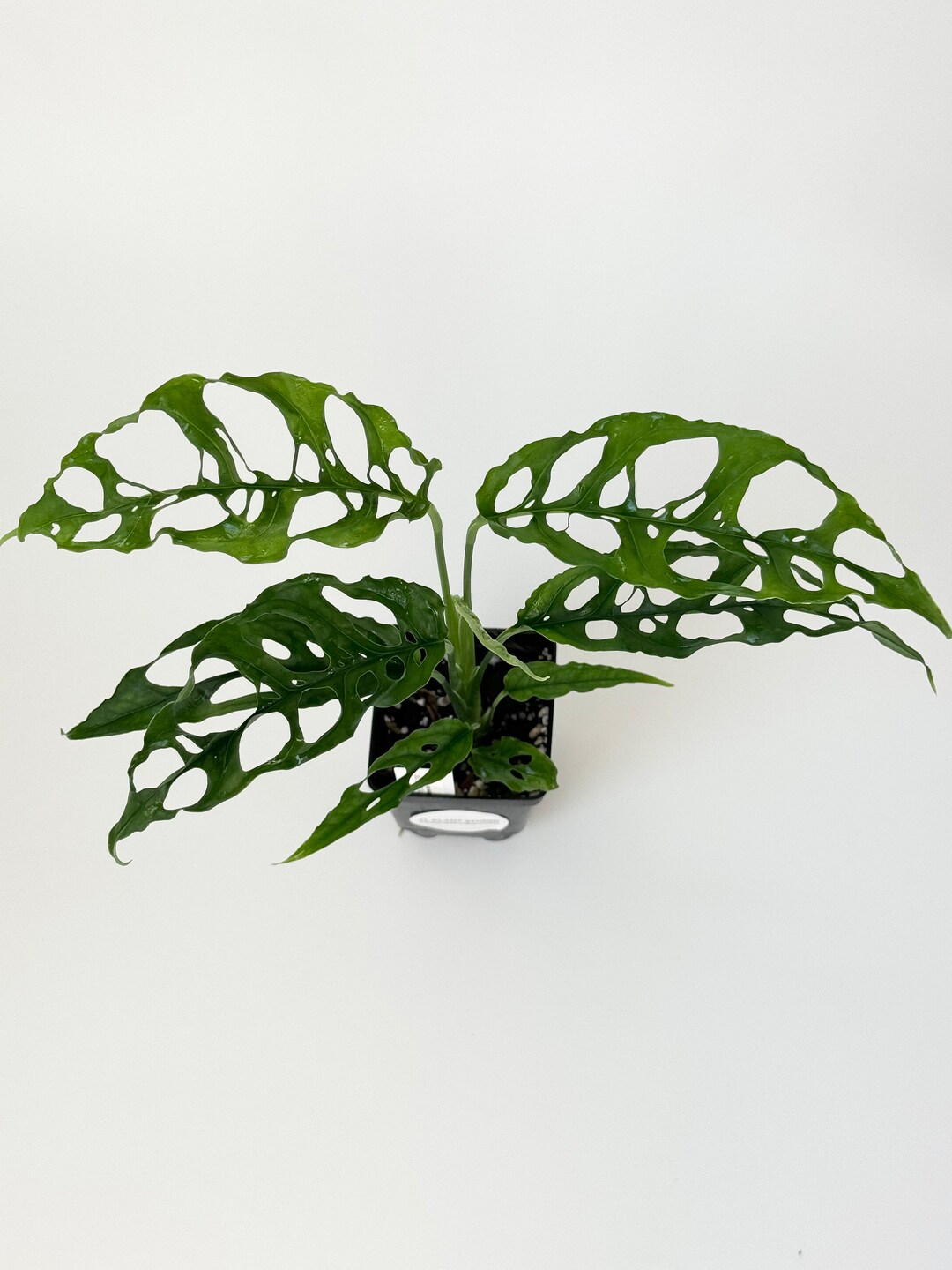 Monstera Obliqua Peru 1944 Rare Exotic Plants Free USPS Priority Mail ...