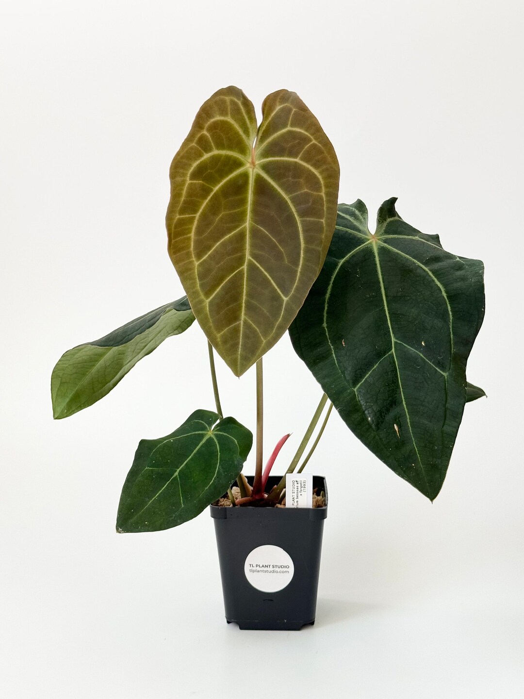 Large Anthurium Besseae Aff X Forgetii 1993 Rare Exotic Plants Free UPS ...