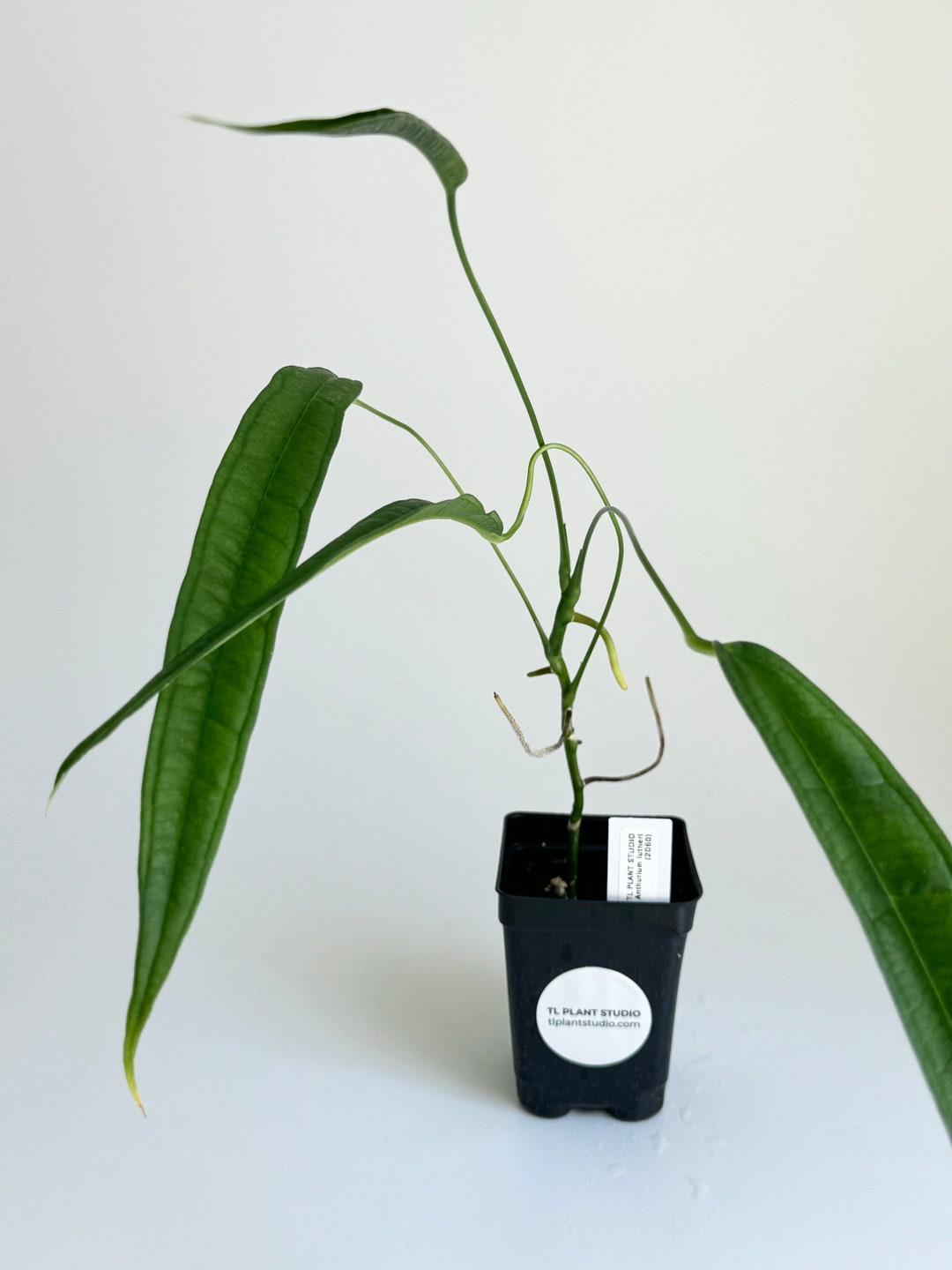 Anthurium Lutheri 2060 Exact Plant Rare Exotic Plants Free UPS 3day ...