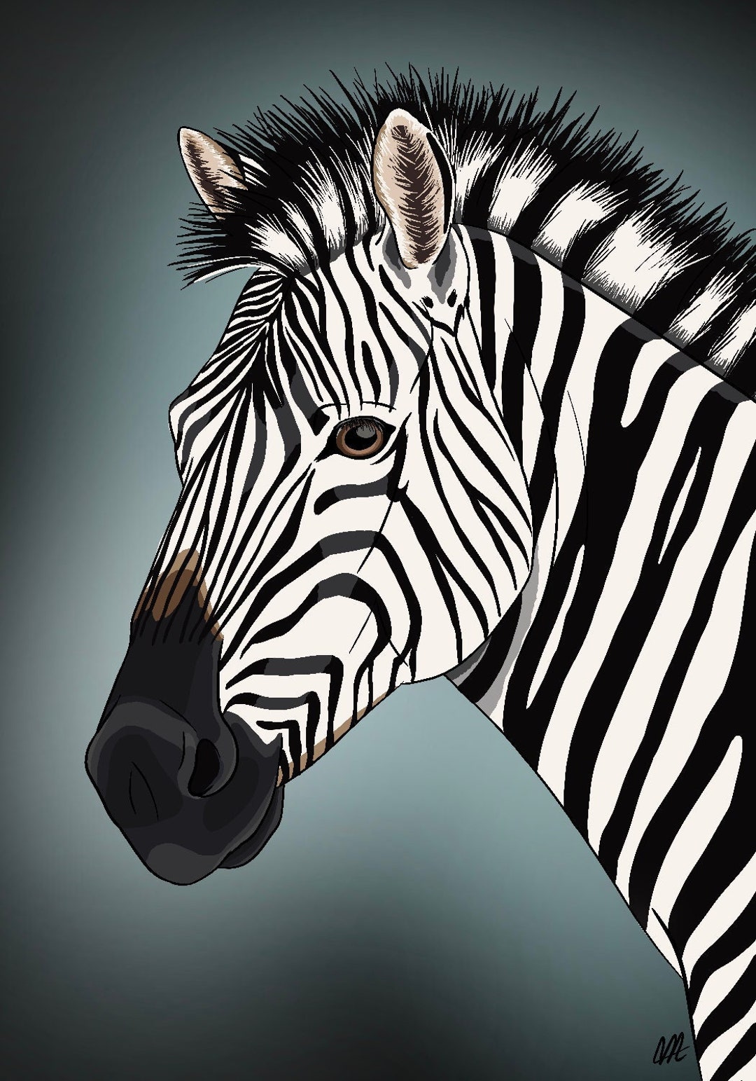 Zebra Illustration - Etsy