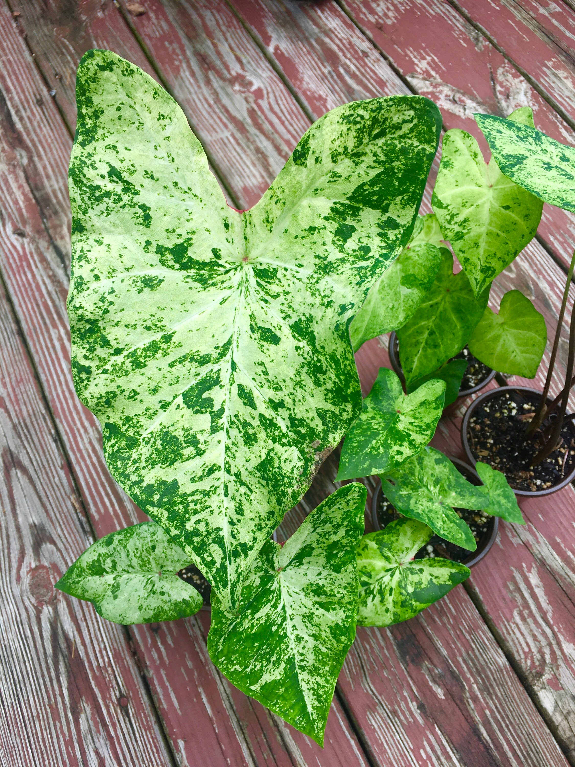 Rare Caladium Frog in a Blender Variegated | Etsy