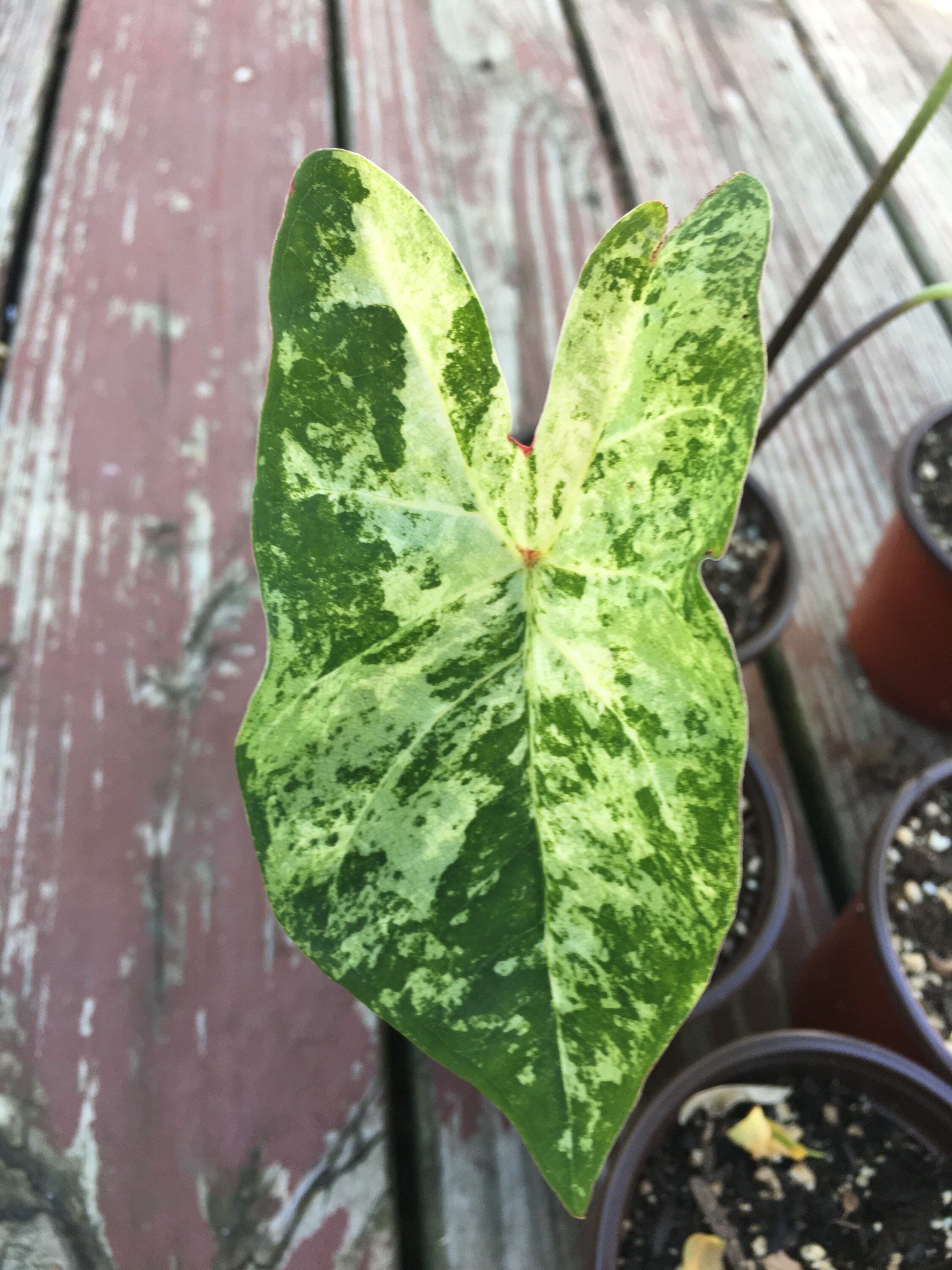 Rare Caladium Frog in a Blender Variegated | Etsy