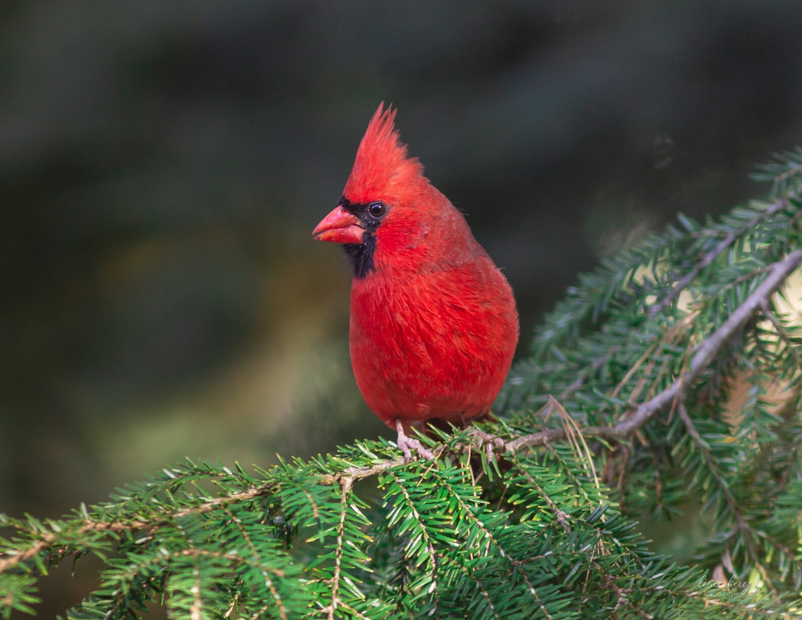 PRINT- Cardinal Photo - Red Bird Print, Nature Photo, Bird Photo, Bird ...