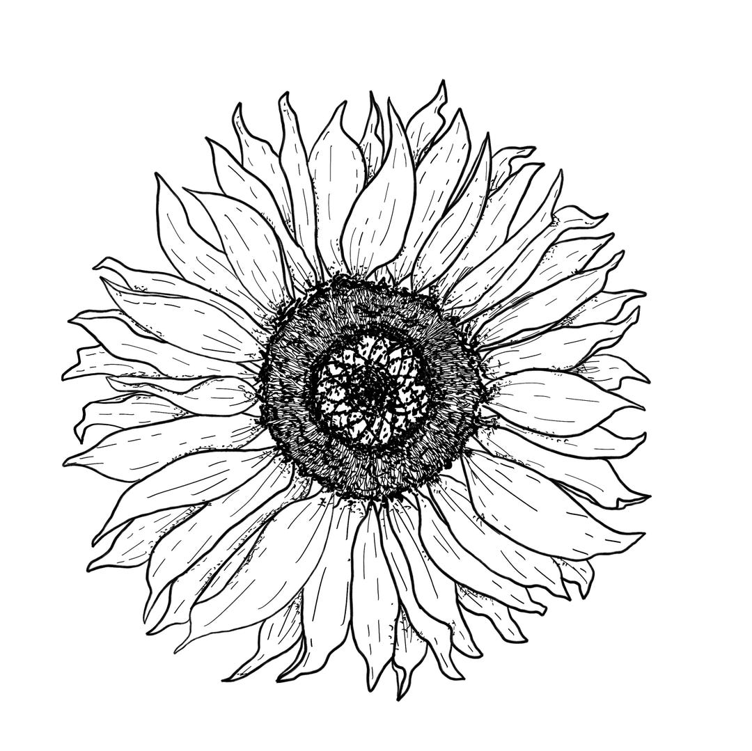 Sunflower Ink Art Print | Detailed Sunflower Print | Detail Fine-liner ...