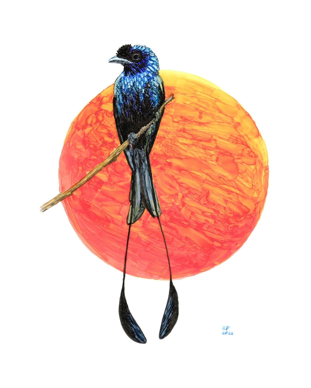 Original Framed Alcohol Ink Drawing of a Greater Racket-tailed Drongo ...