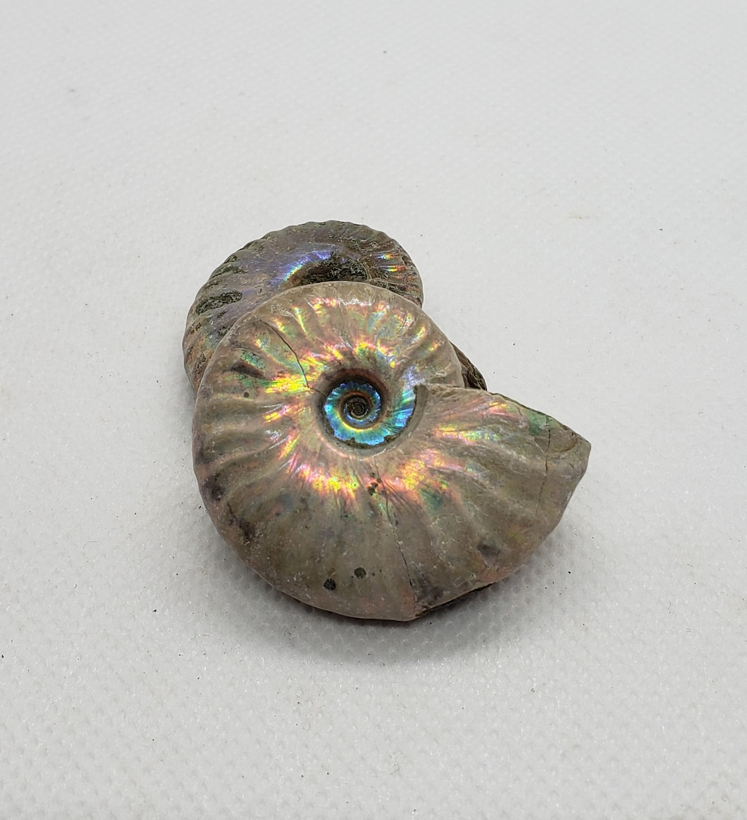 Whole Opalized Ammonite Fossil (madagascar) - Etsy