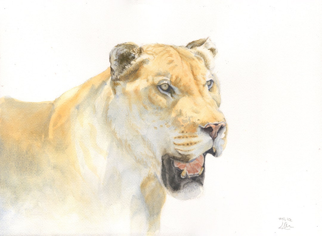 Liger (lion Tiger) Original Watercolor Painting by Ludmil Iliev ...