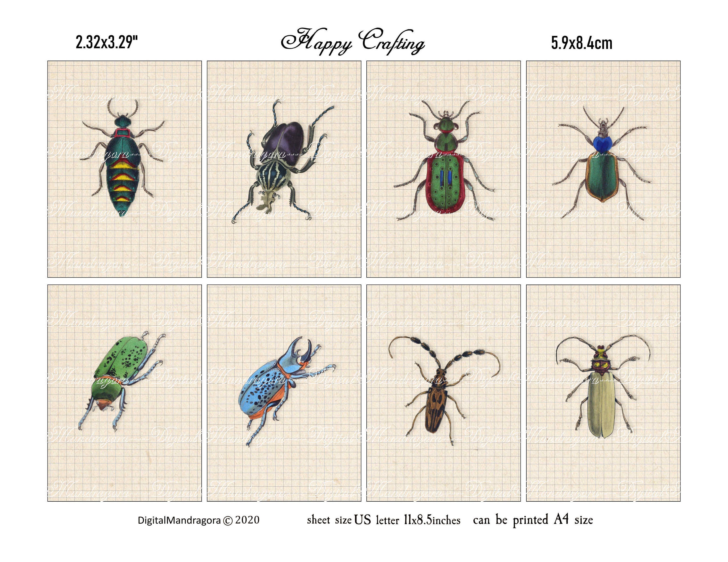 Bugs Specimen Slides With Frames, Vintage Bugs Cards for Journaling ...