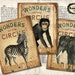 8x Vintage Circus Cards Circus Cards With Animals Circus - Etsy